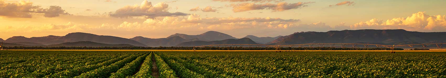 Our values - Farrelly Mitchell