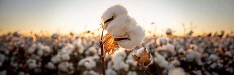Overcoming sustainability challenges in the cotton supply chain