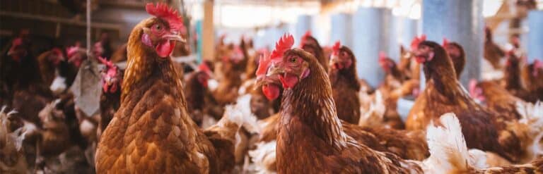 The biggest challenges facing the poultry industry